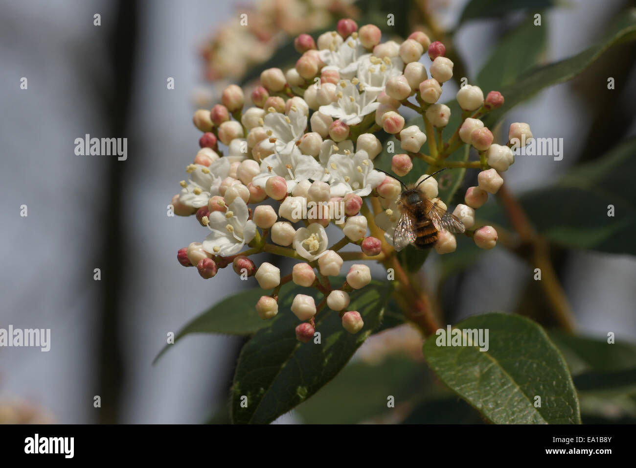 Lau flower hi-res stock photography and images - Alamy