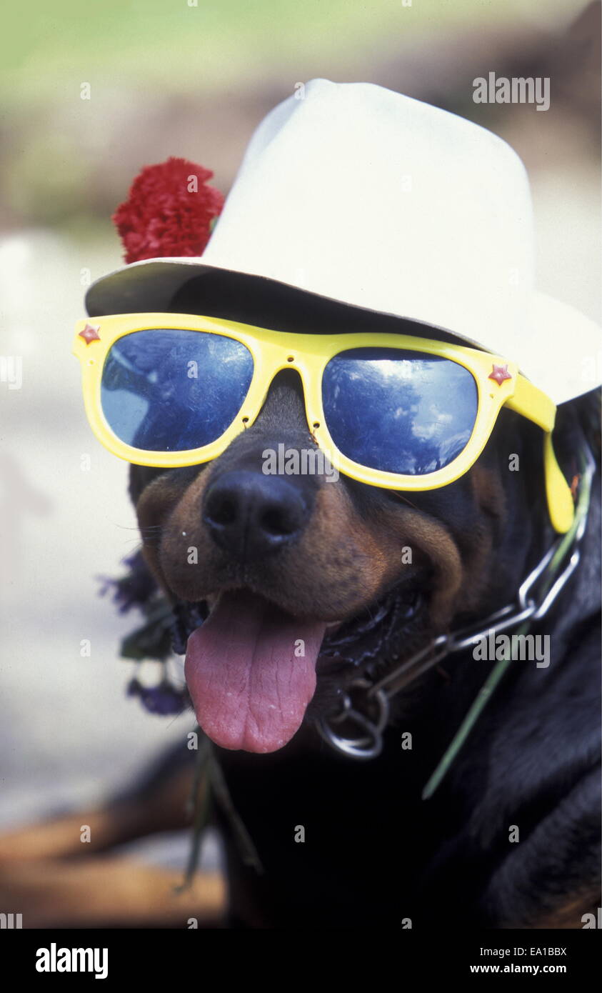 Dog madeira hi-res stock photography and images - Alamy