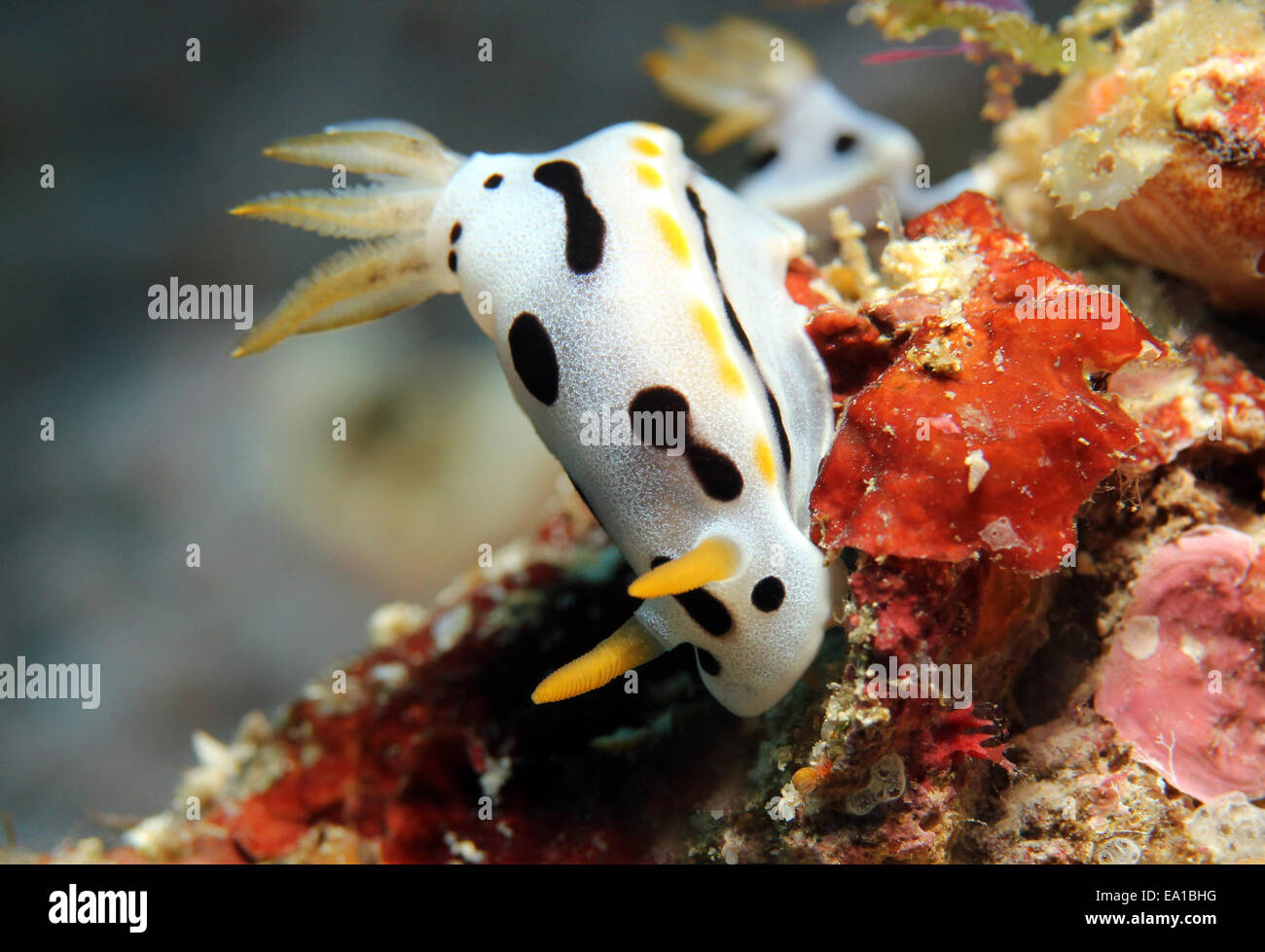 Magnificent nudibranch hi-res stock photography and images - Alamy
