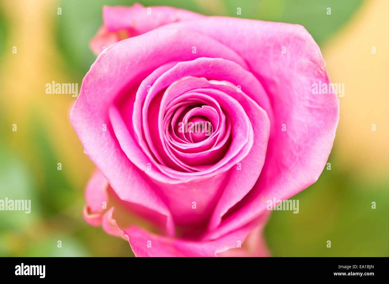 Beautiful pink single ecuadorian rose Stock Photo - Alamy