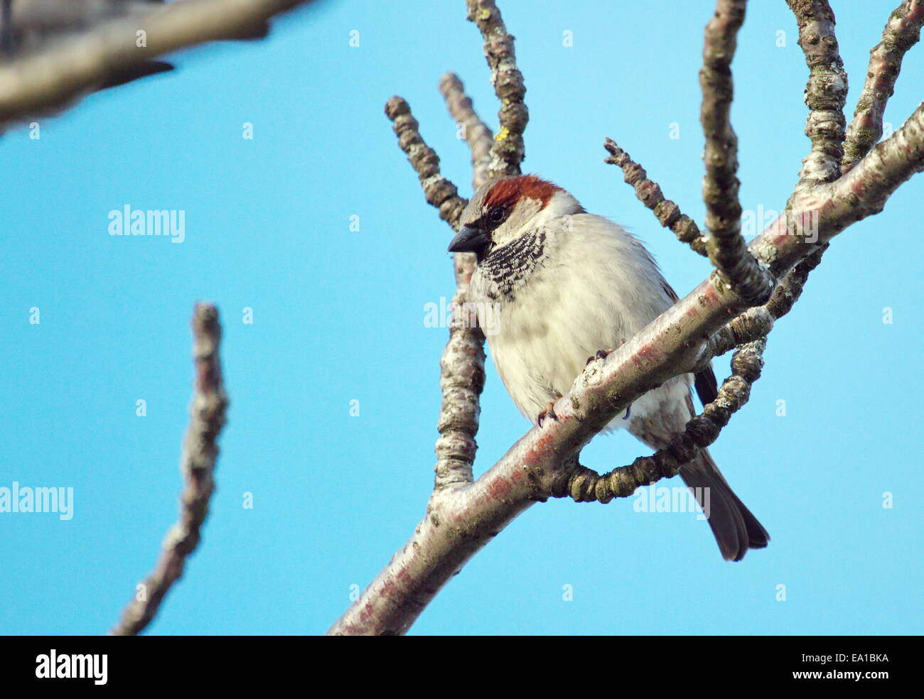 Breeding male sparrow Stock Photo - Alamy
