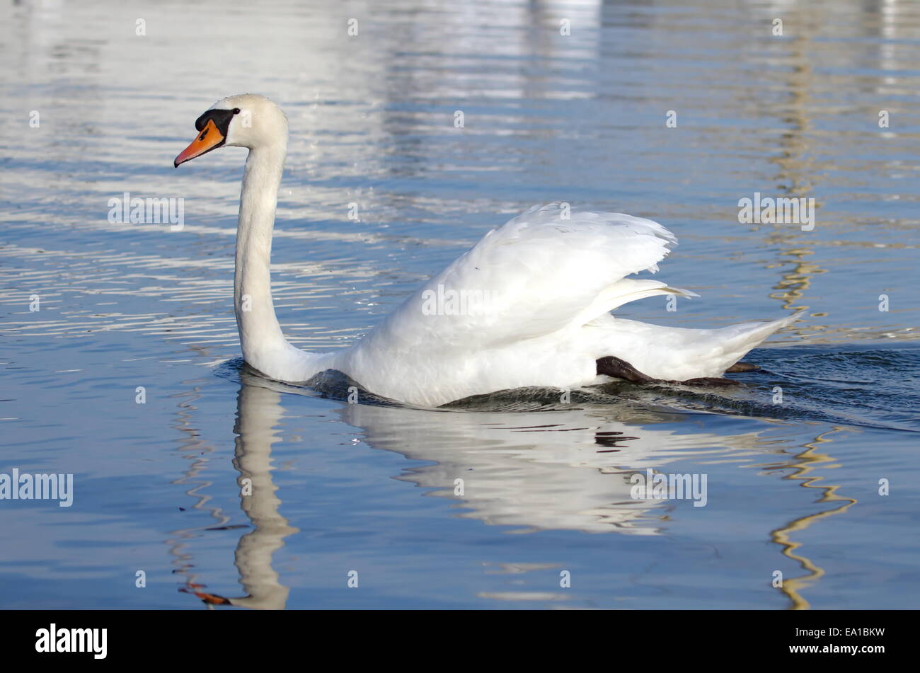 Mute swan with open wings Stock Photo - Alamy Mute swan with open wings Stock Photo - Alamy