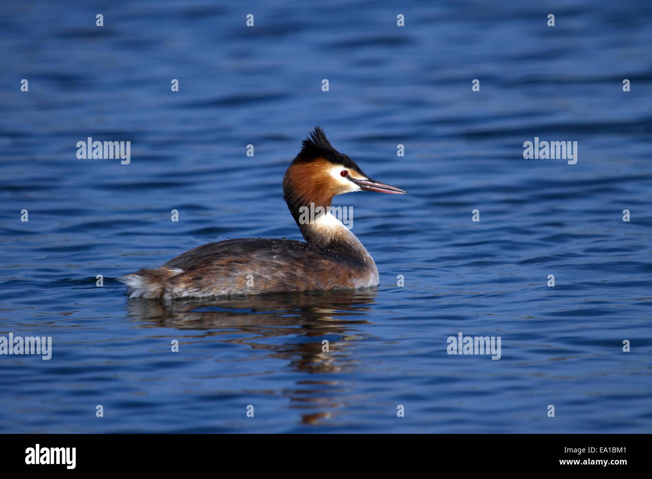 Great crested grebe duck Stock Photo - Alamy