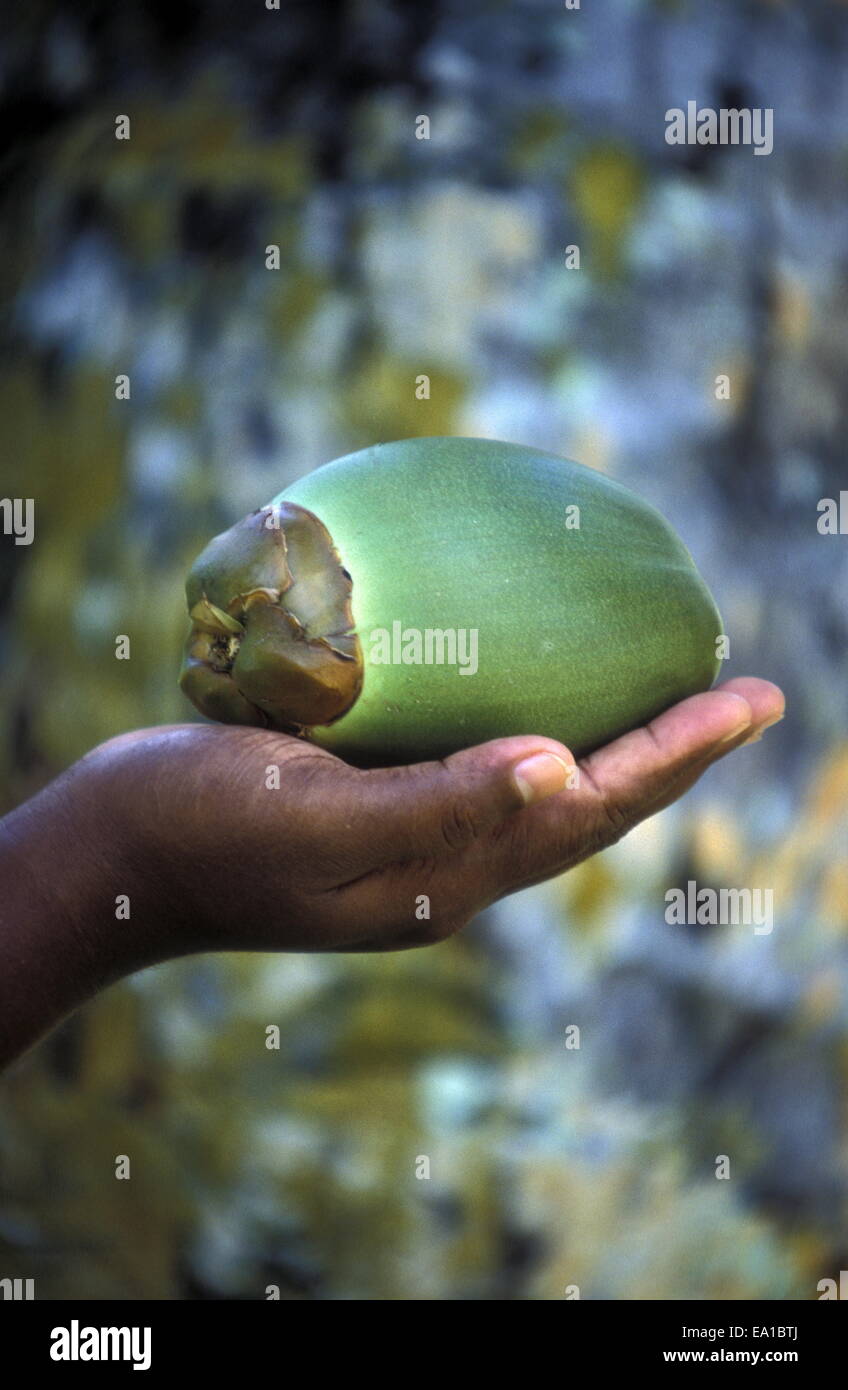 Seychelles nut hi-res stock photography and images - Alamy