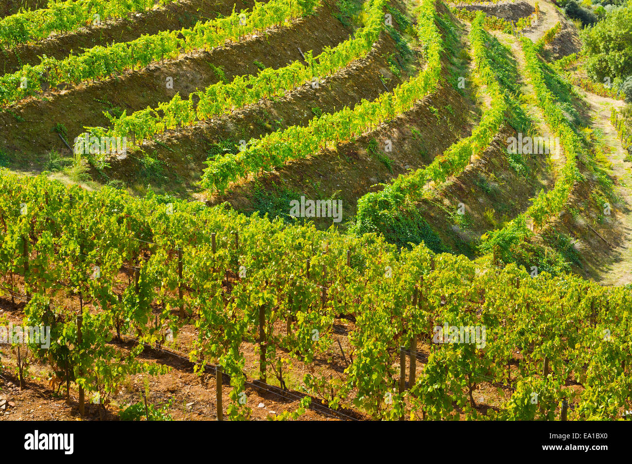 Vine terrace garden hi-res stock photography and images - Alamy