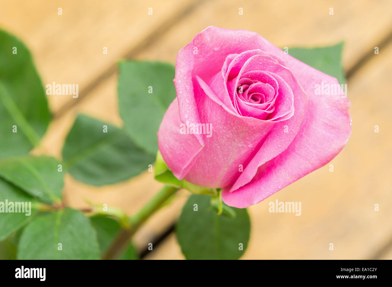 Beautiful pink single ecuadorian rose Stock Photo - Alamy