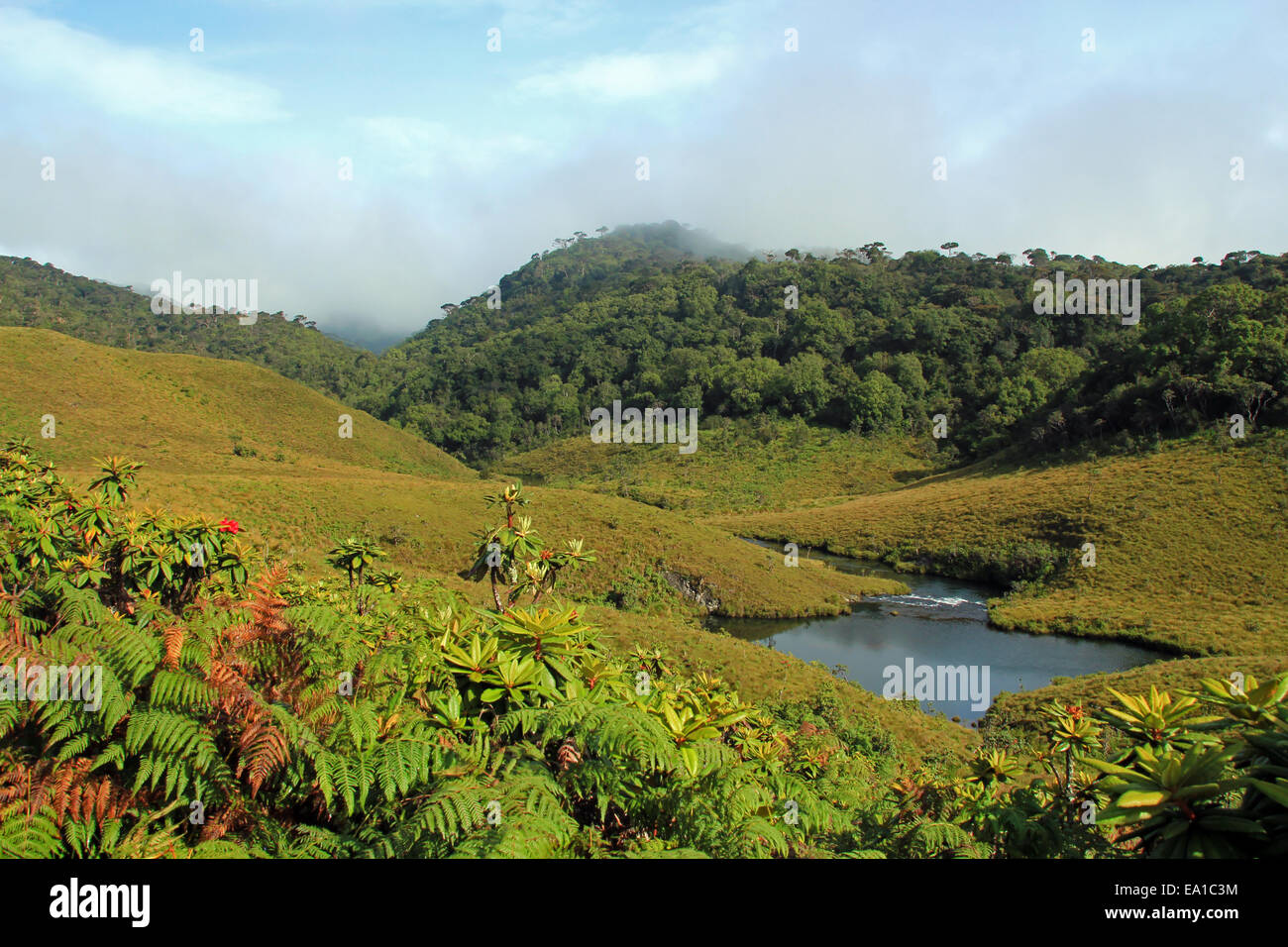 Horton Plains National Park Stock Photo - Alamy