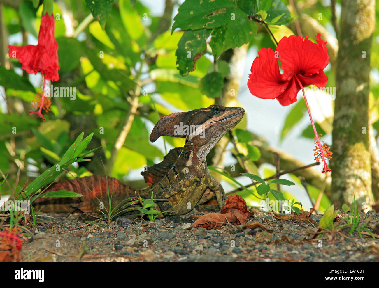 Basilisk monitor hi-res stock photography and images - Alamy