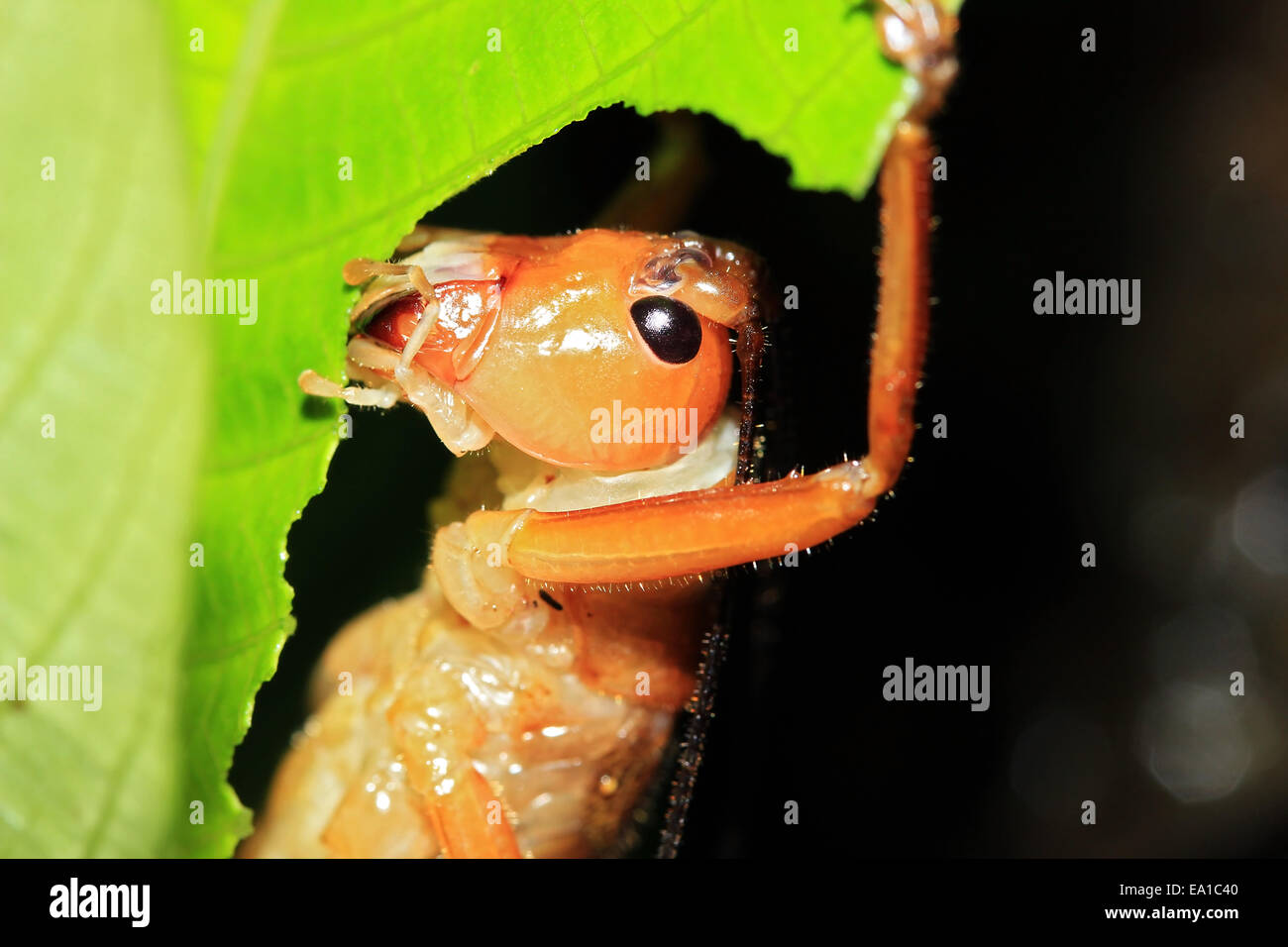 Cricket up close hi-res stock photography and images - Alamy