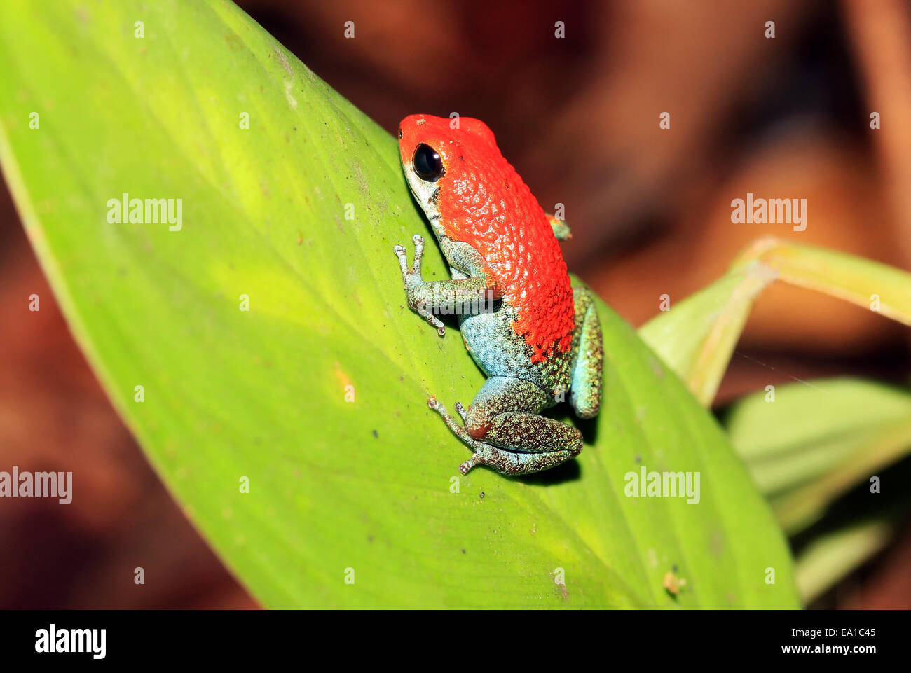 Blue poison dart frog on hi-res stock photography and images - Alamy