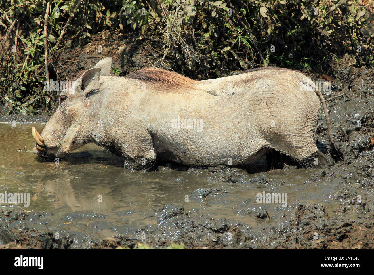 Common Warthog in Mud Stock Photo - Alamy