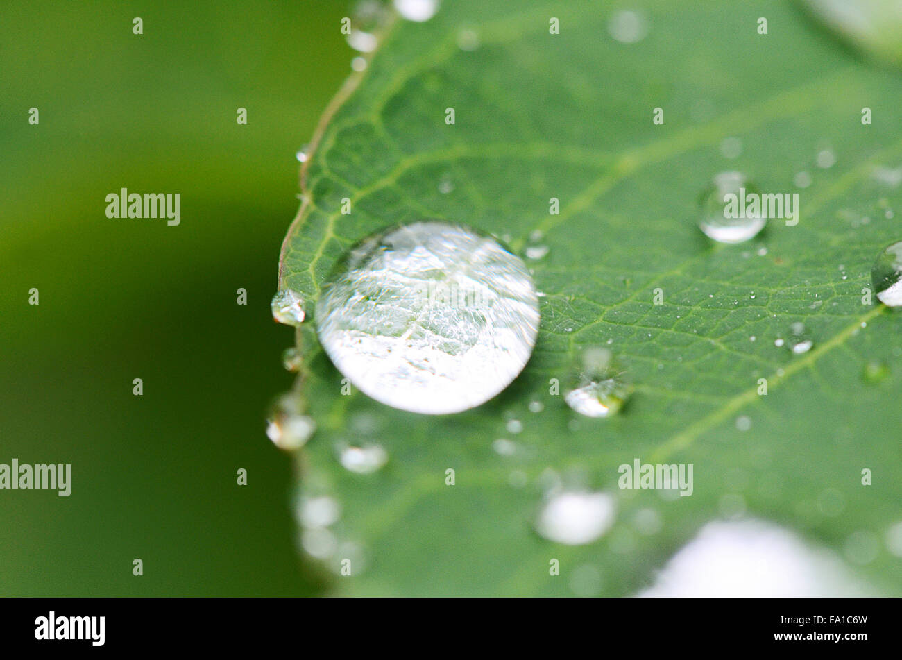 Rain drop on a leaf Stock Photo - Alamy