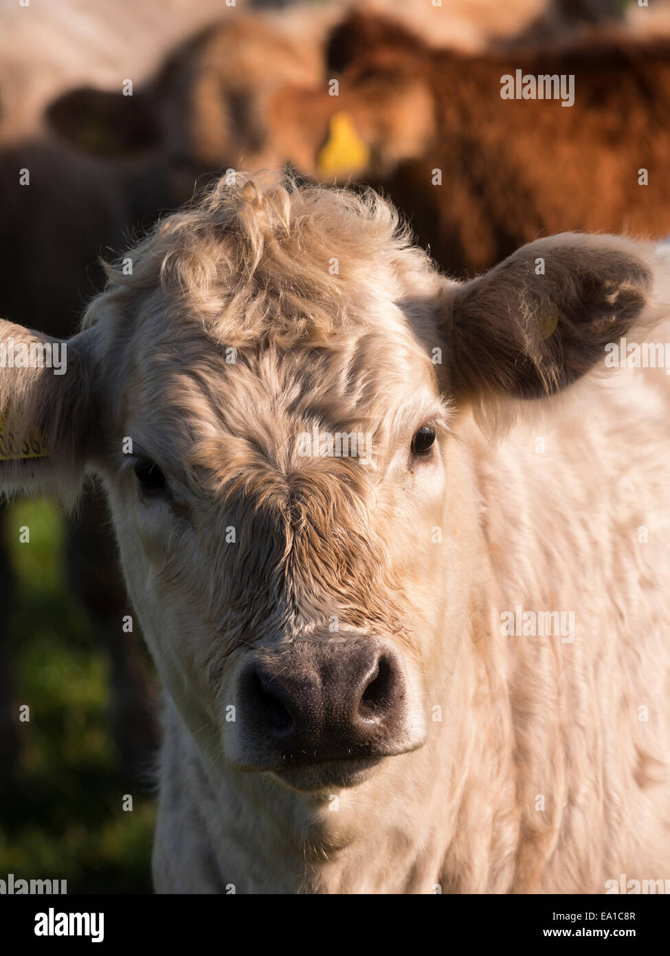 Calm cows hi-res stock photography and images - Alamy