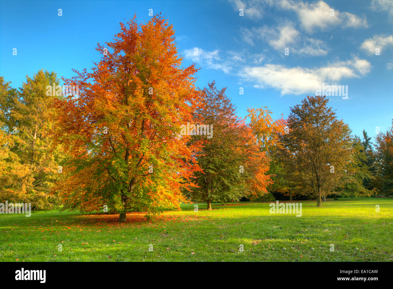 Leave in sunshine hi-res stock photography and images - Alamy