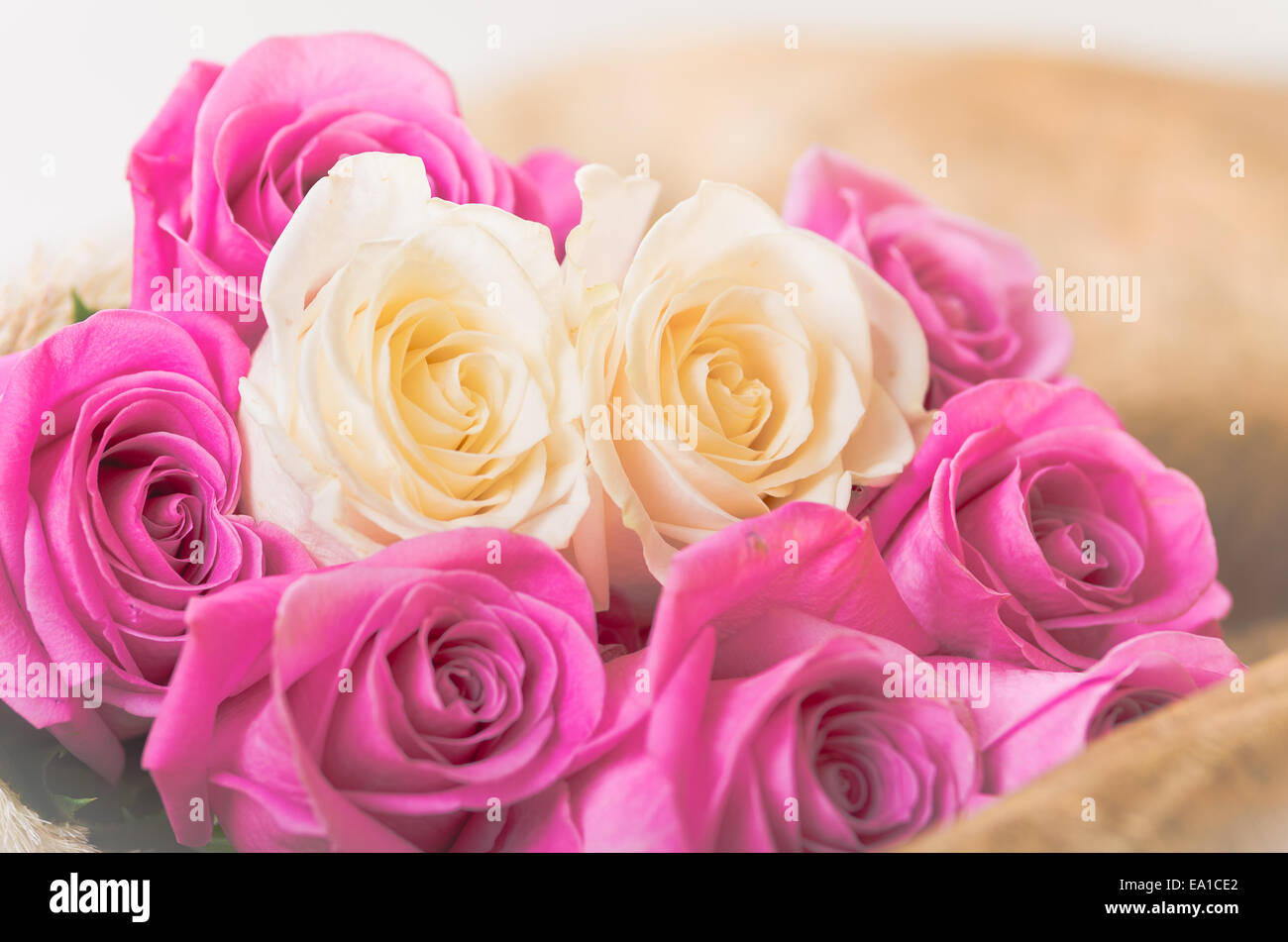 Beautiful bouquet of Ecuadorian pink and white roses Stock Photo - Alamy