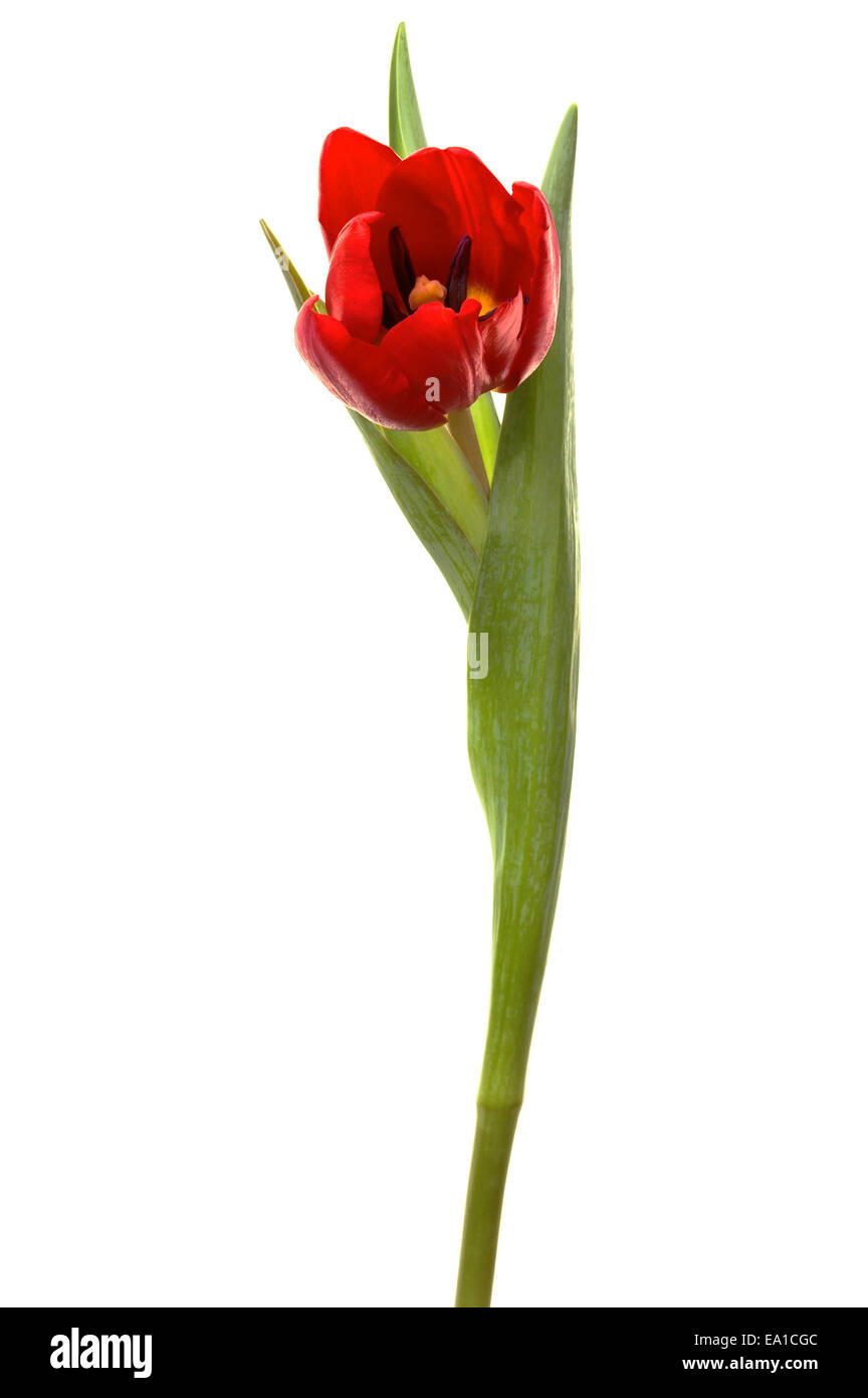 Beautiful red tulip Stock Photo - Alamy