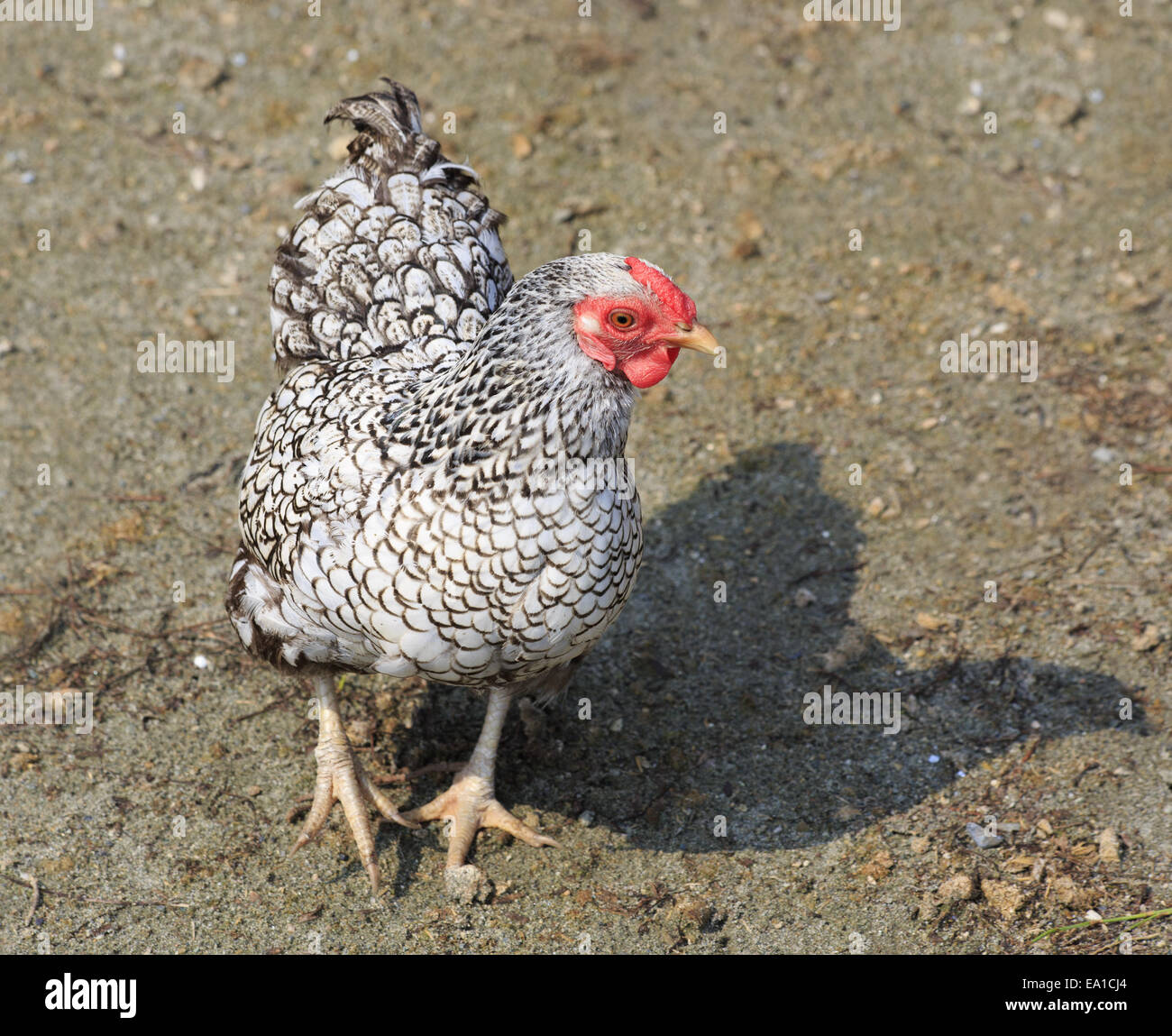 Plymouth rock chicken hi-res stock photography and images - Alamy