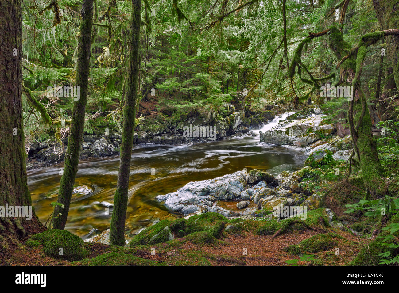 A river of the temperate coastal rain forest, Tongass National Forest ...