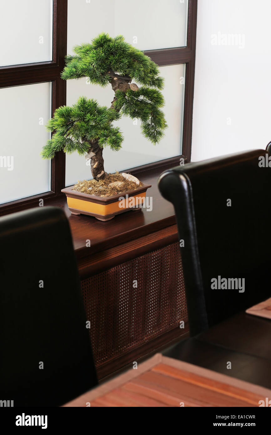bonsai on a window sill Stock Photo - Alamy