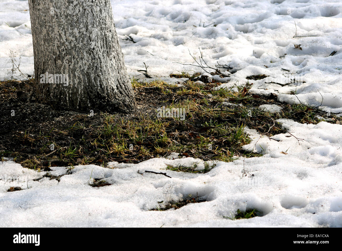 Growing grass and thawing snow Stock Photo - Alamy