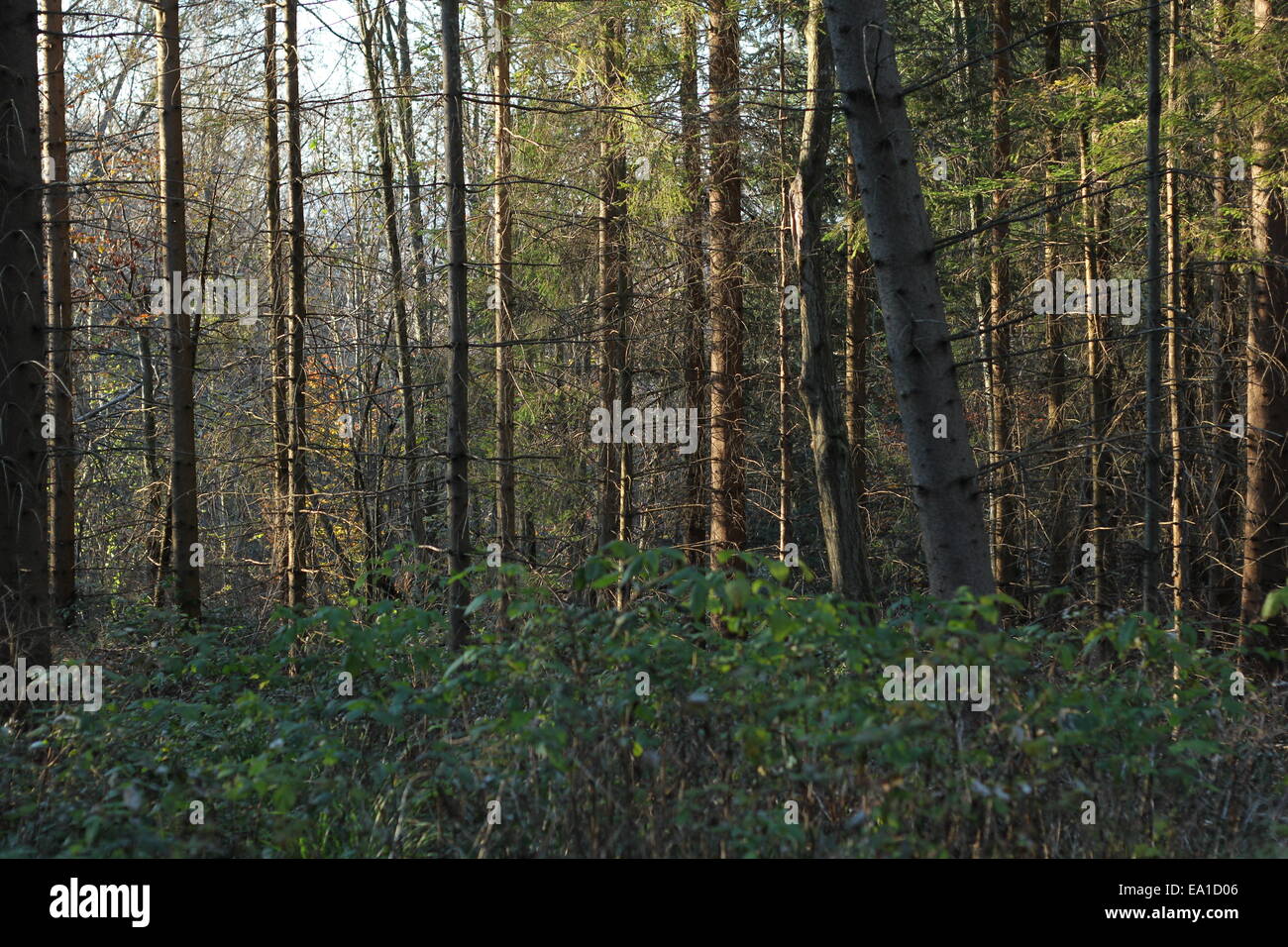 Autumn forest landscape Stock Photo - Alamy