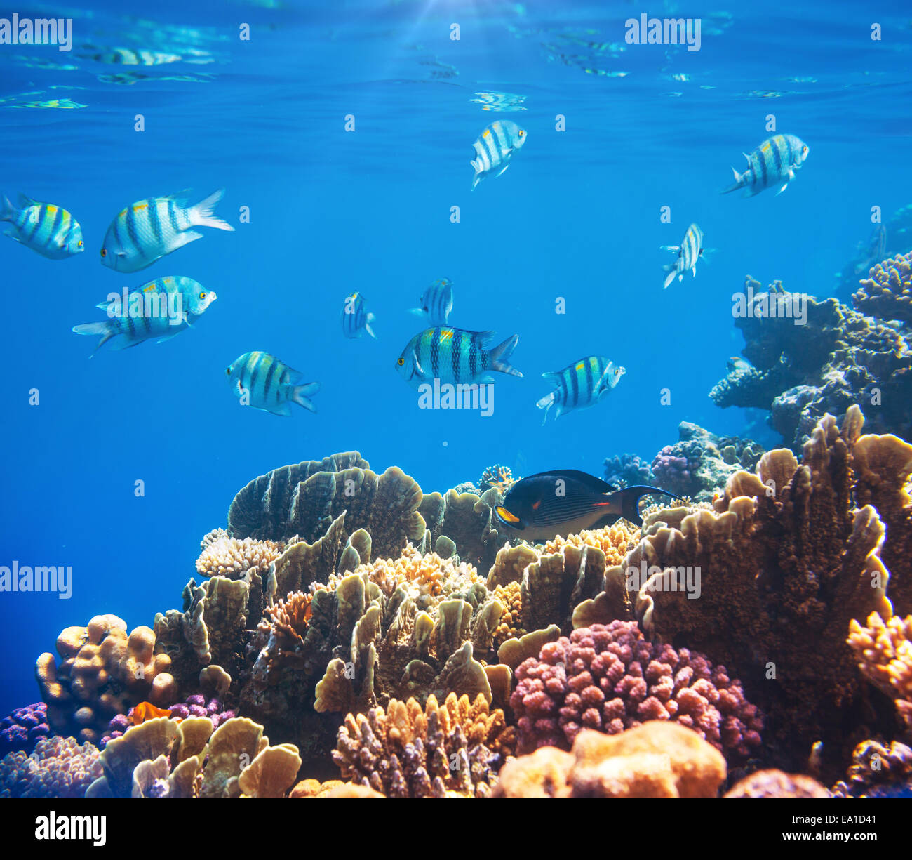 Ex fish hi-res stock photography and images - Alamy