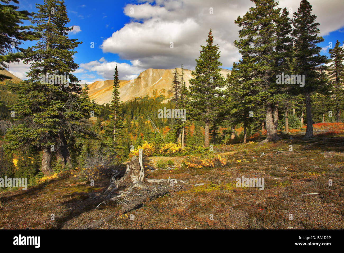It is magnificent Stock Photo - Alamy