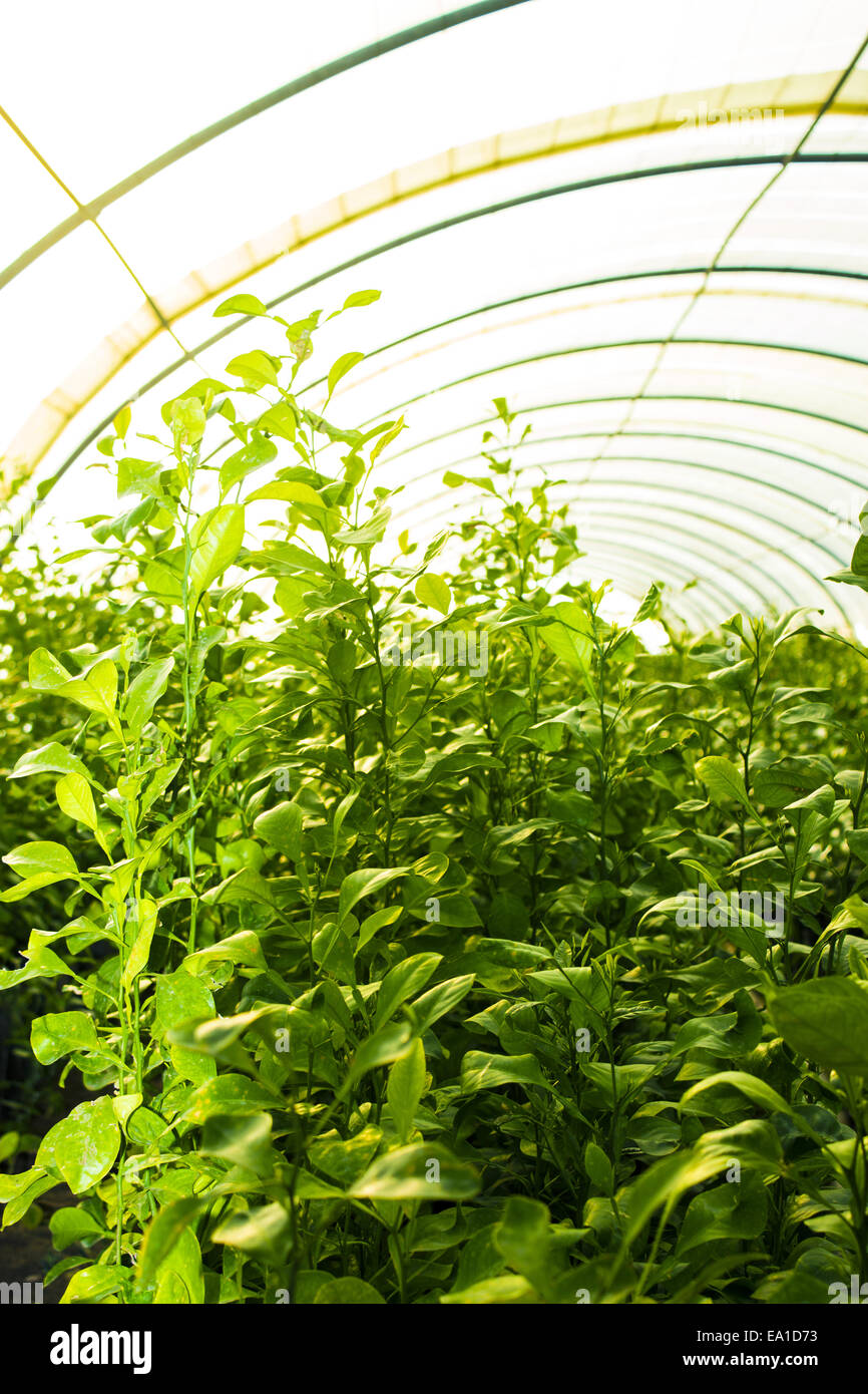 Greenhouse hang hi-res stock photography and images - Alamy