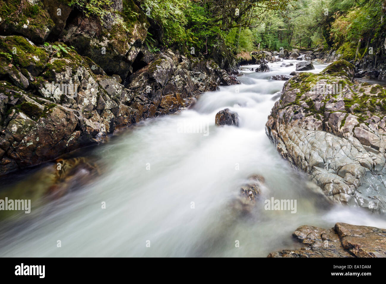 A river of the temperate coastal rain forest, Tongass National Forest ...