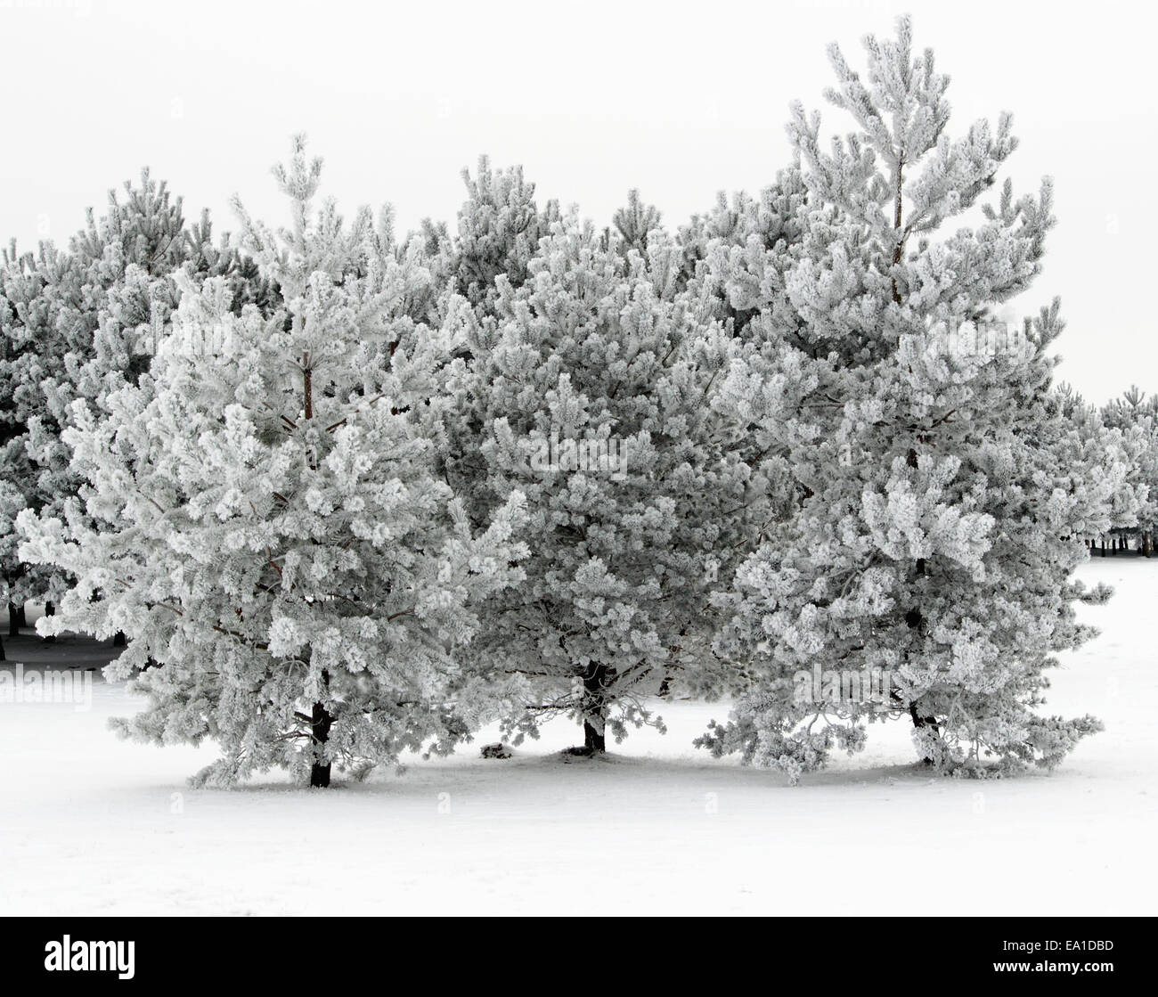 Pines snow hi-res stock photography and images - Alamy