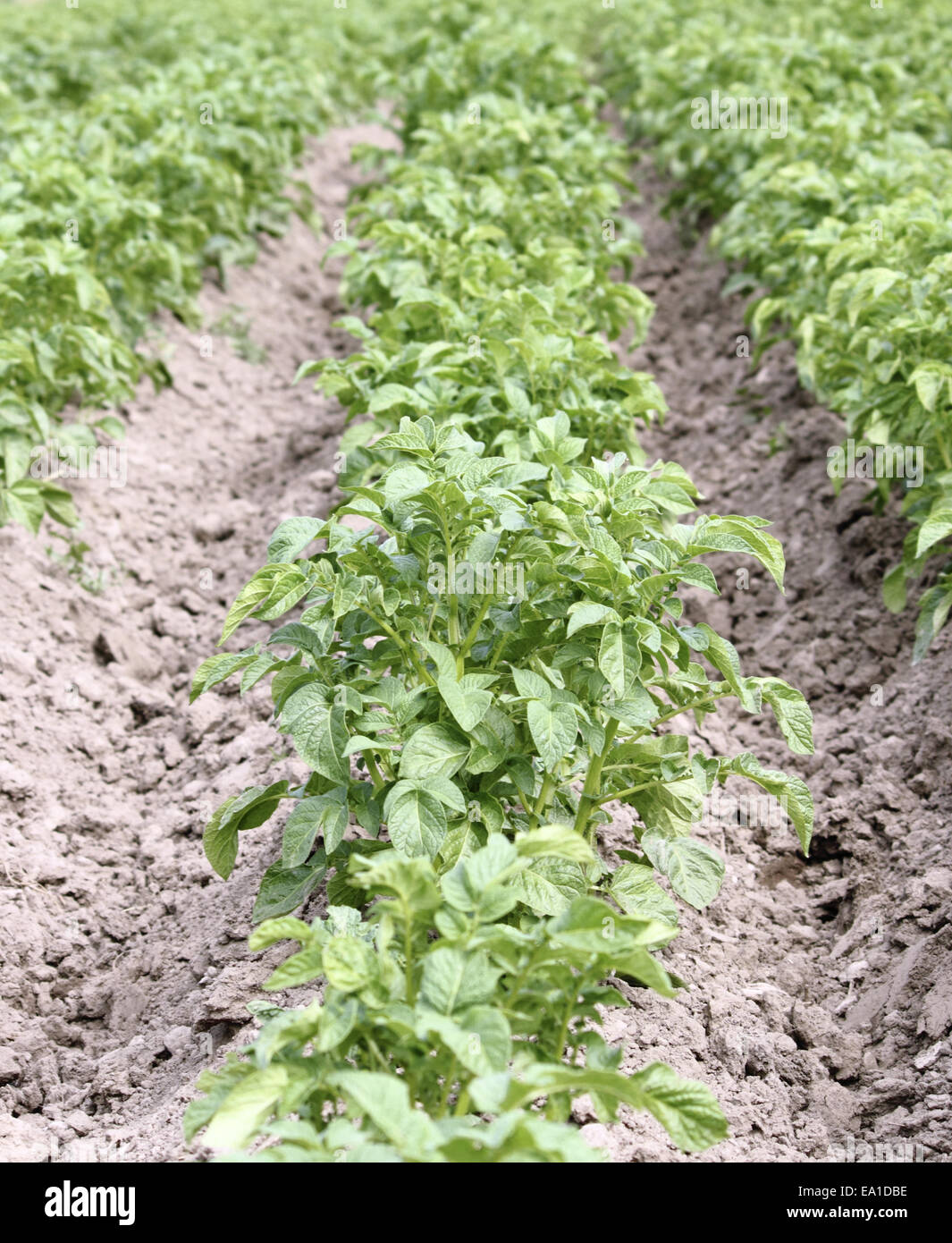 Row of potato plants hi-res stock photography and images - Alamy