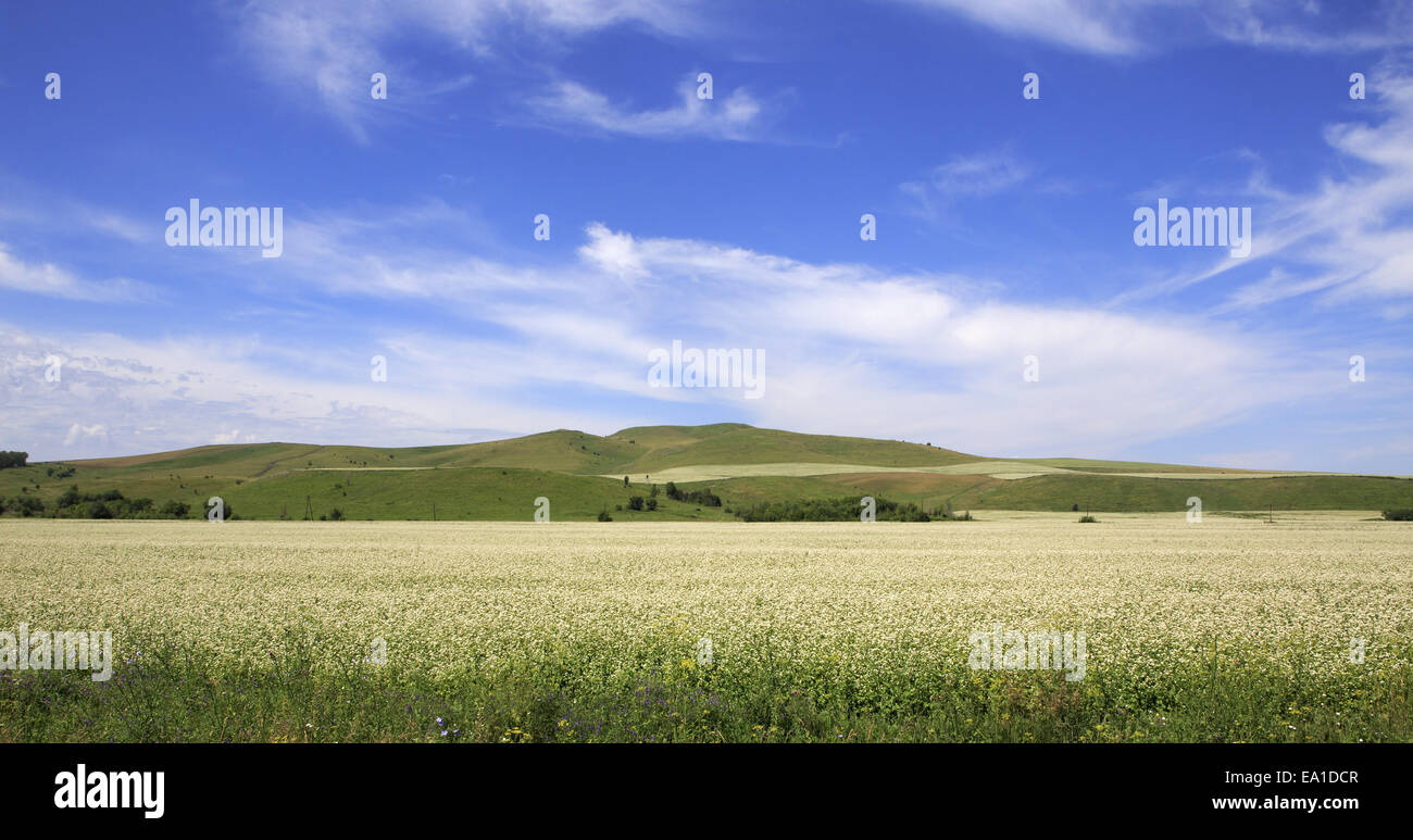 Beautiful field of buckwheat in the Altai Stock Photo - Alamy