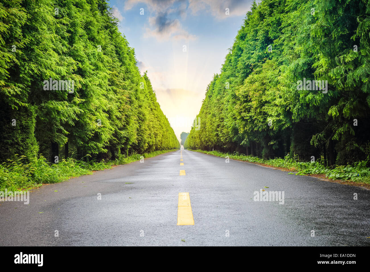 Tree line road hi-res stock photography and images - Alamy