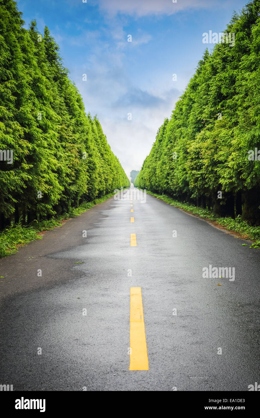 Road wet tree hi-res stock photography and images - Alamy