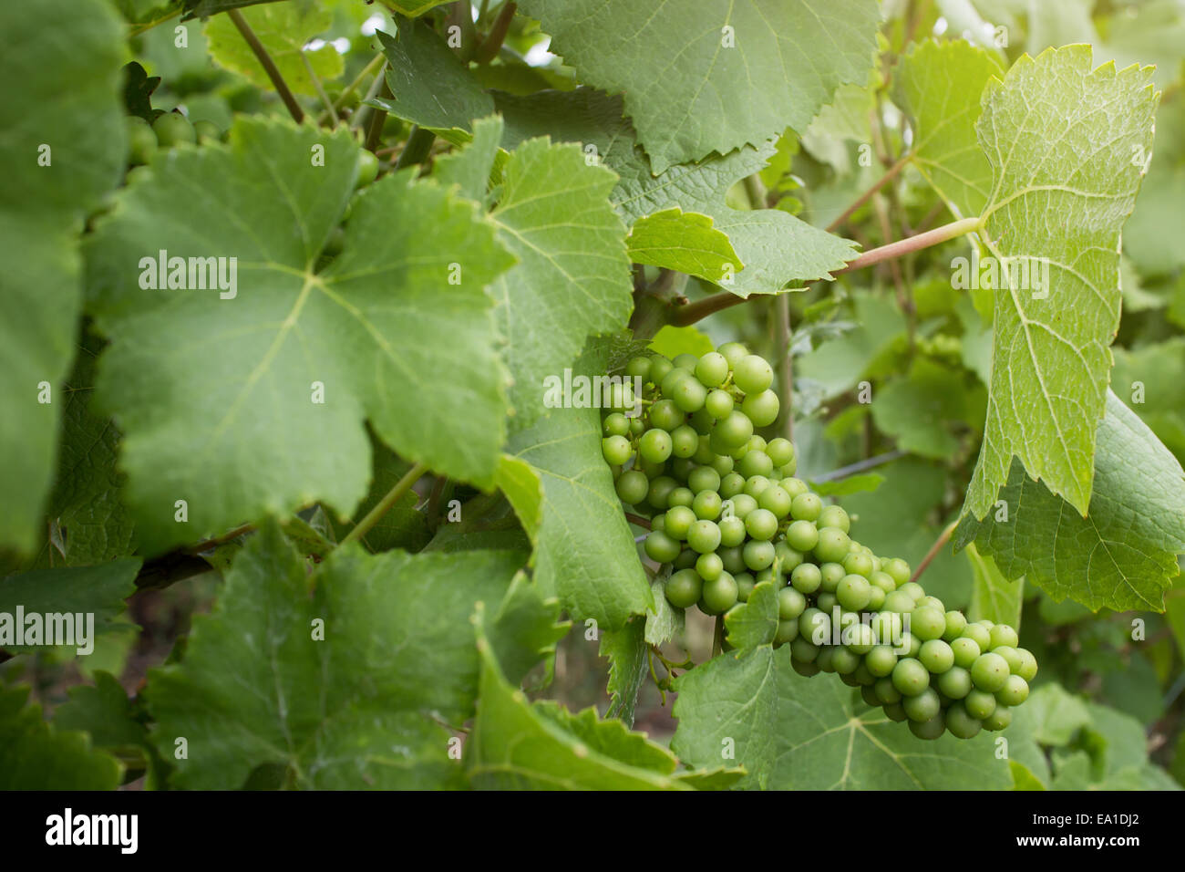 Green grape leaves on grapevine hi-res stock photography and images - Alamy