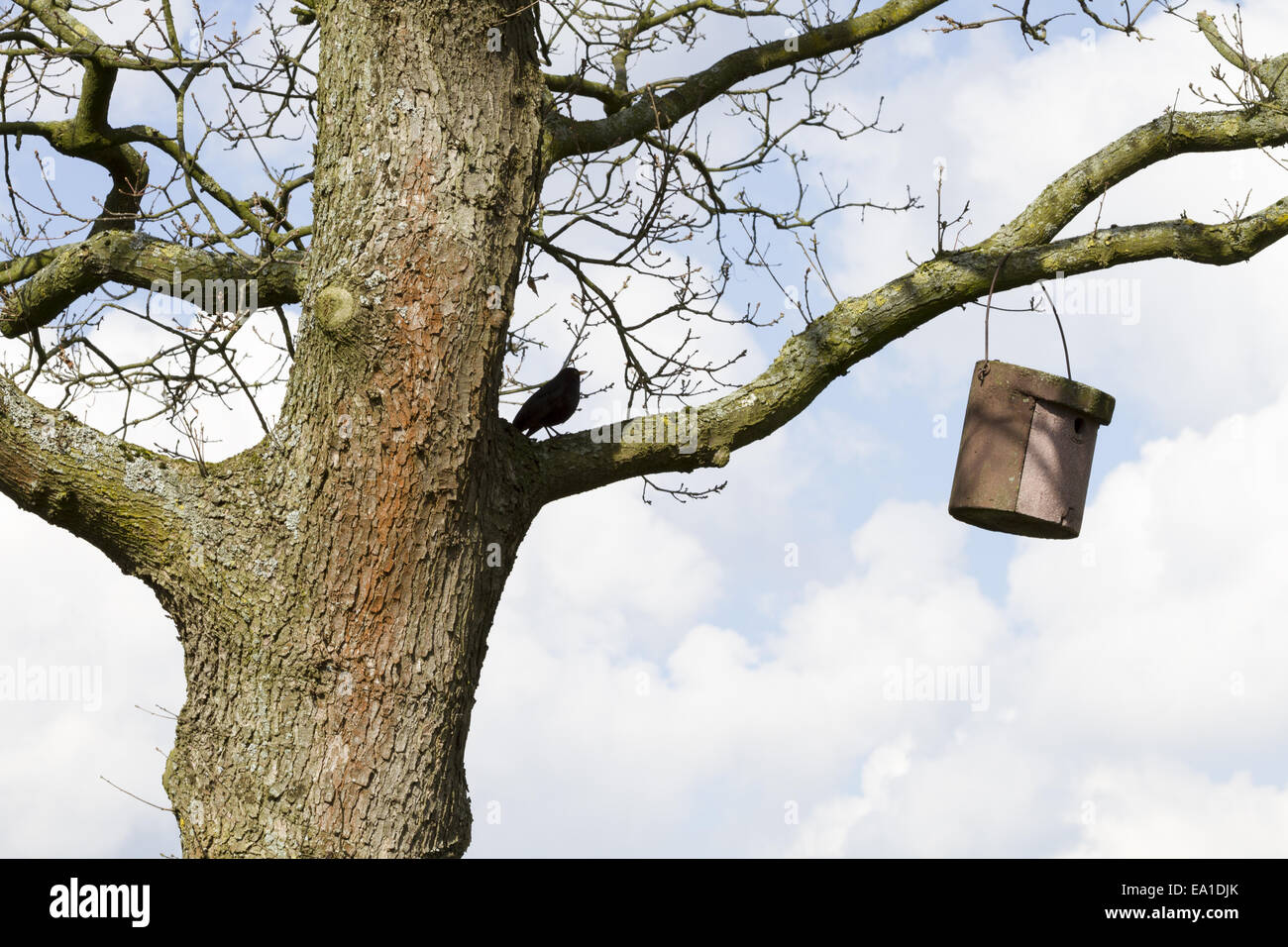 tree with nesting box Stock Photo - Alamy