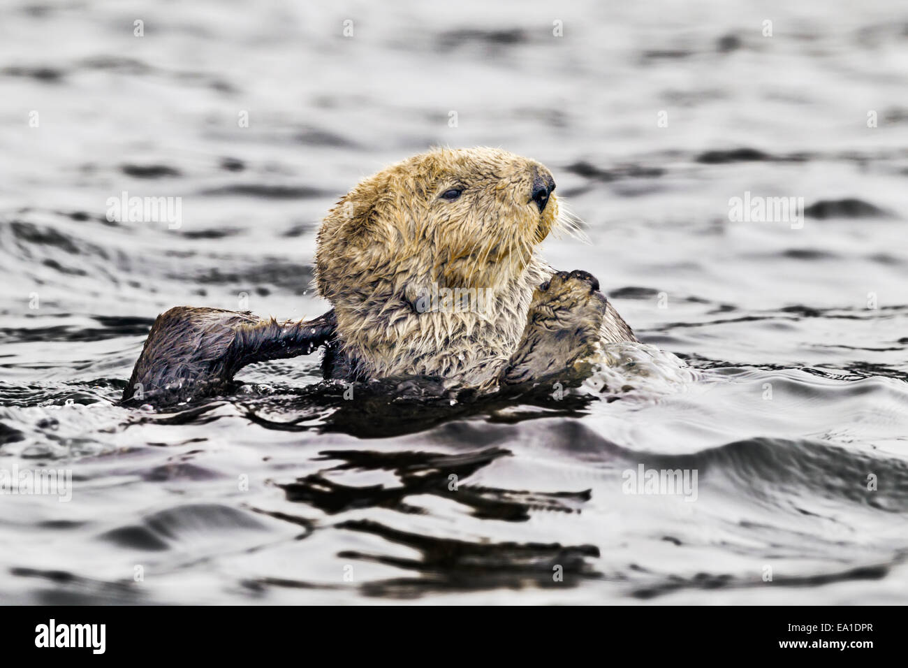 Sea otter grooming hi-res stock photography and images - Alamy
