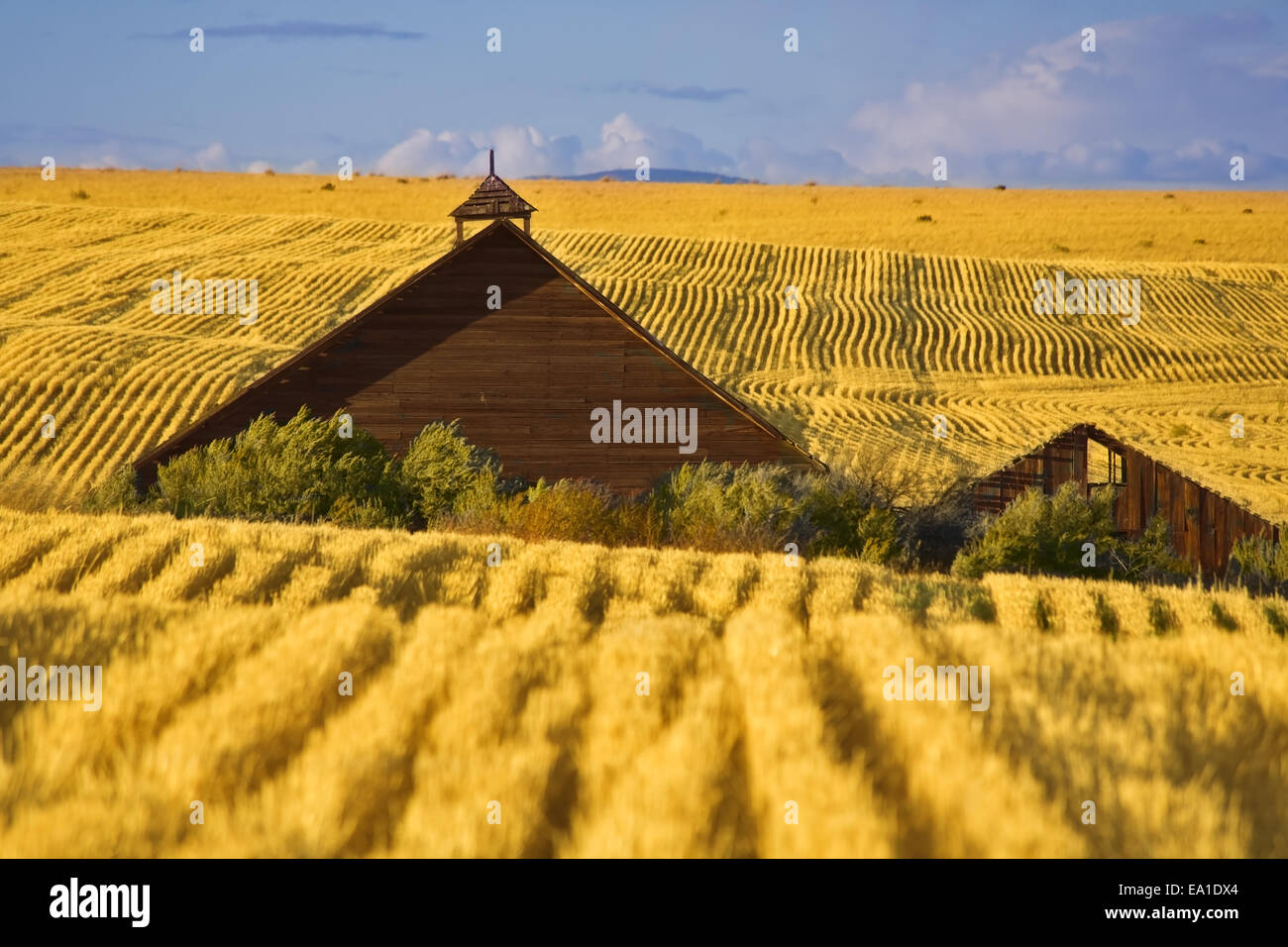 Rural farm growth hi-res stock photography and images - Alamy