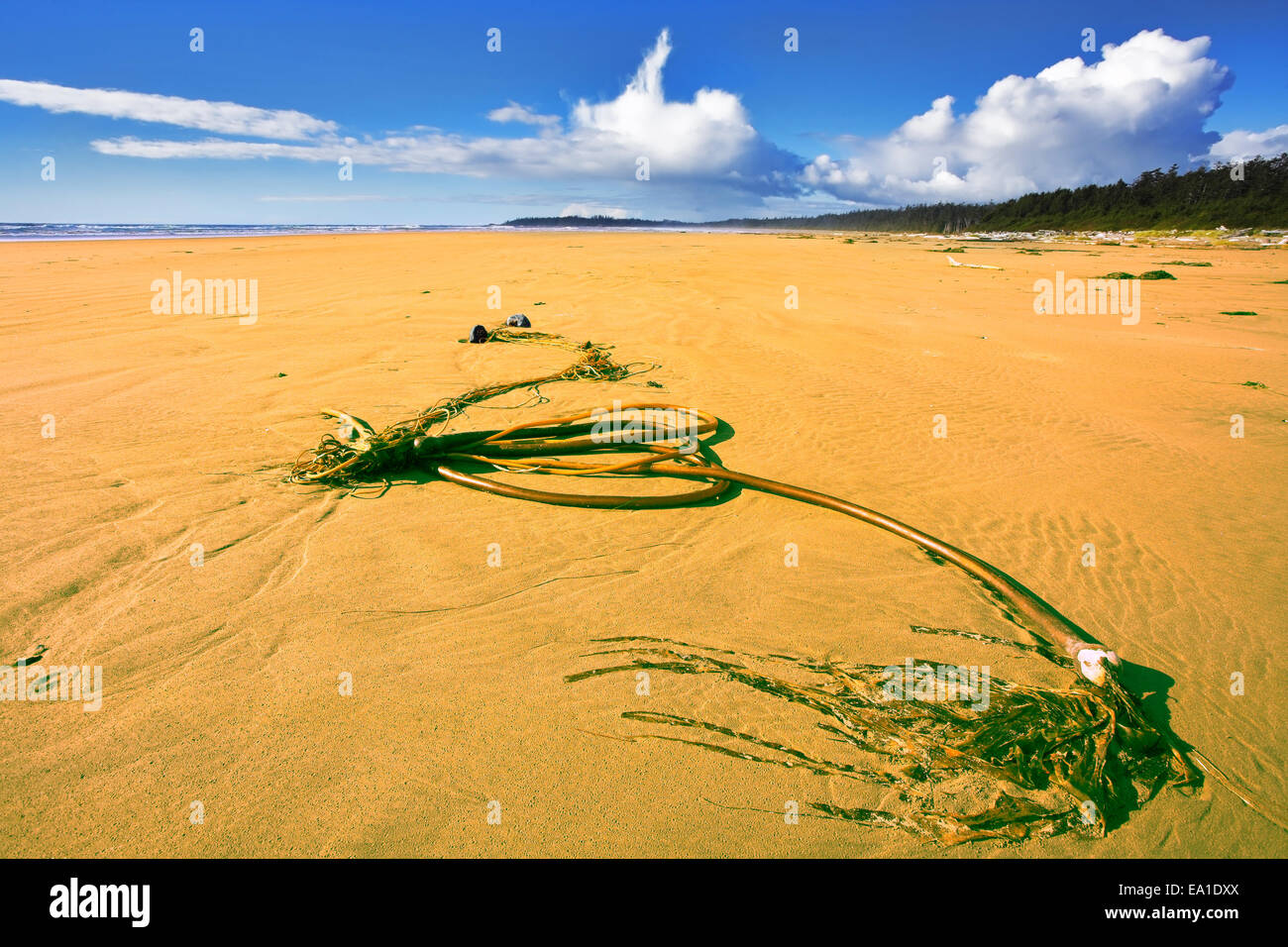 Seaweed on island Vancouver Stock Photo - Alamy