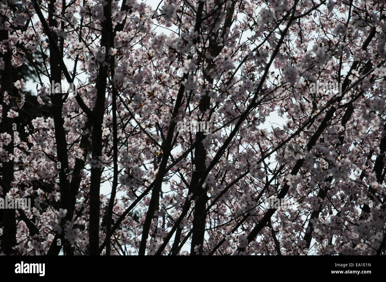 Red-leaved cherry plum Stock Photo - Alamy