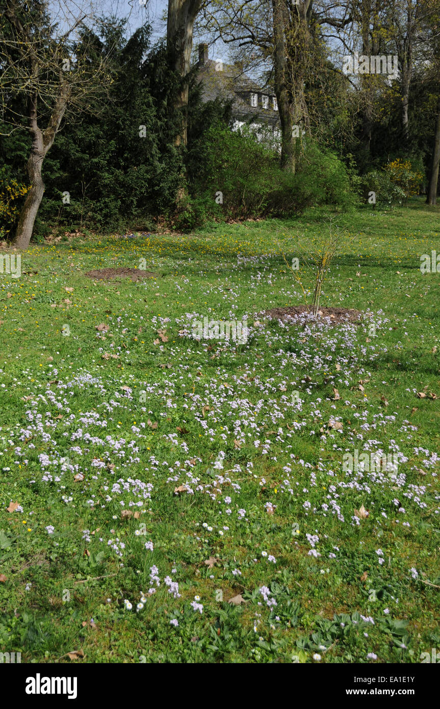 Meadow Ladies Smock High Resolution Stock Photography and Images - Alamy
