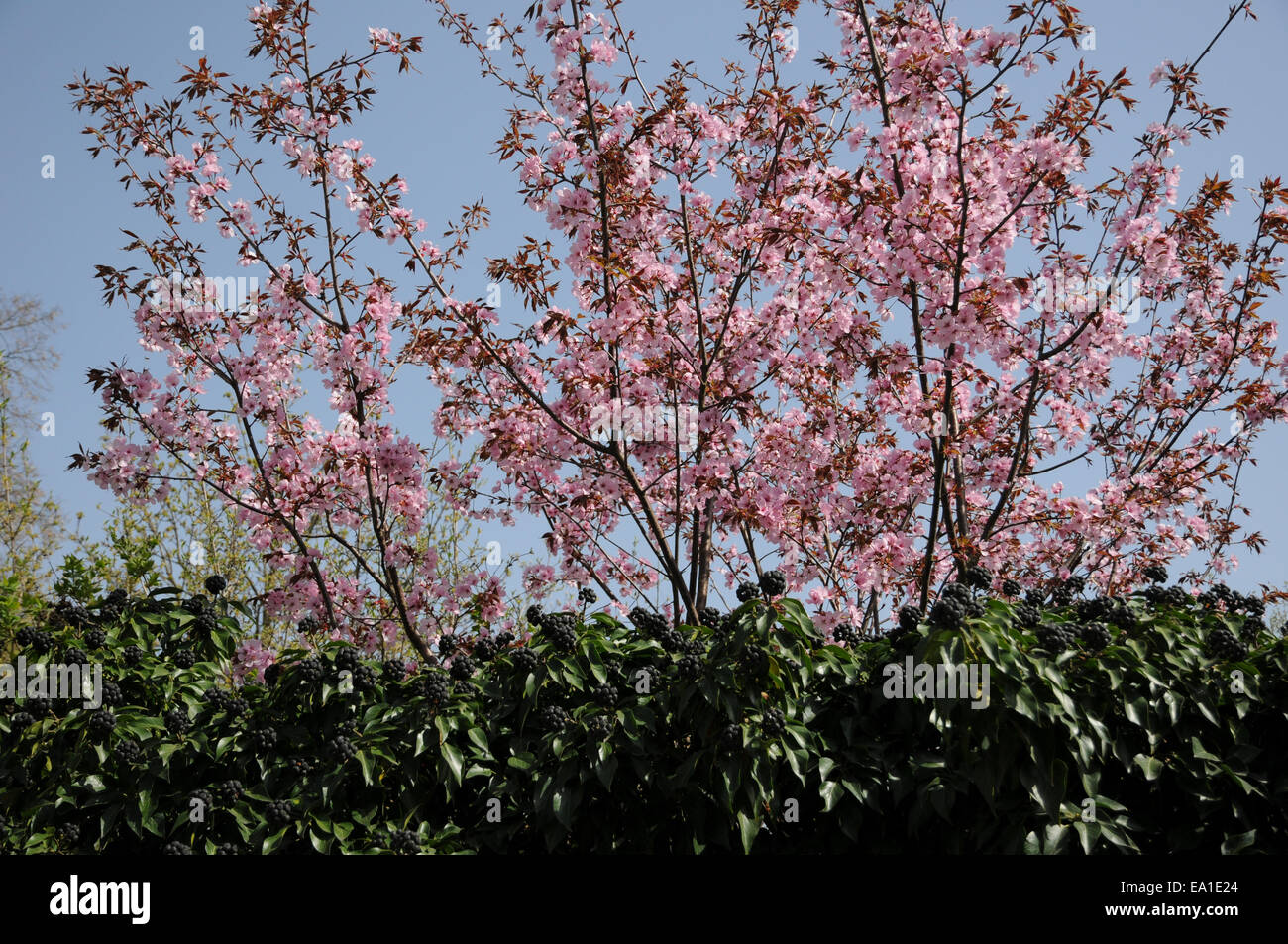 Red-leaved cherry plum Stock Photo - Alamy