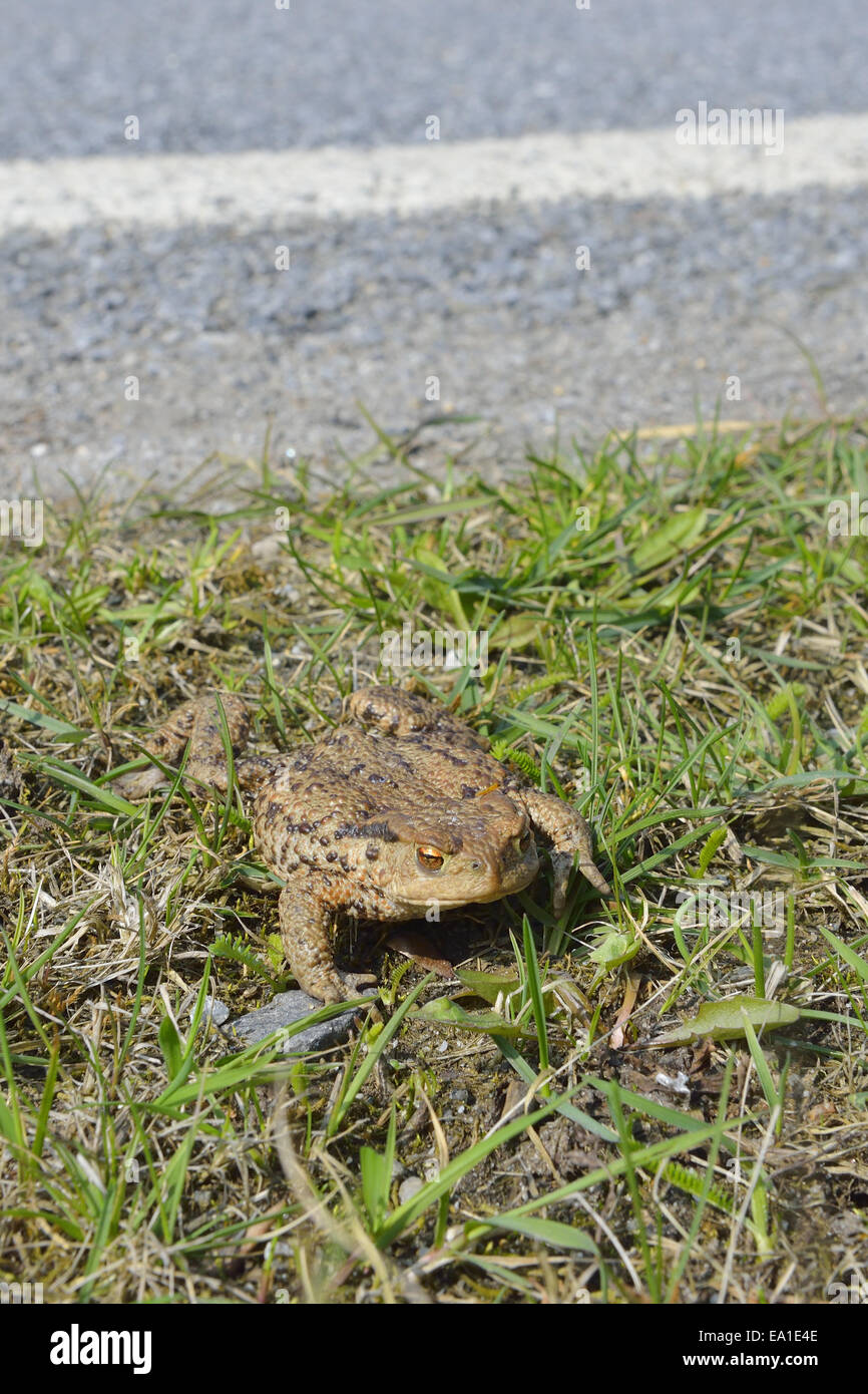 Country toads hi-res stock photography and images - Alamy