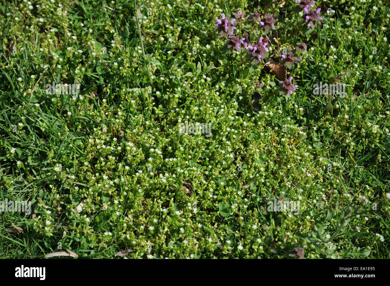 Chicken weed hi-res stock photography and images - Alamy