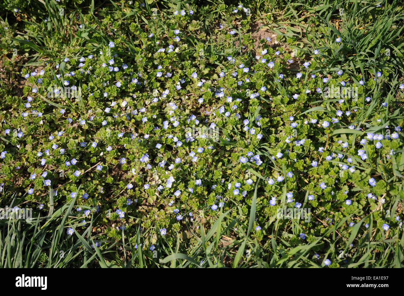 Persian speedwell hi-res stock photography and images - Alamy