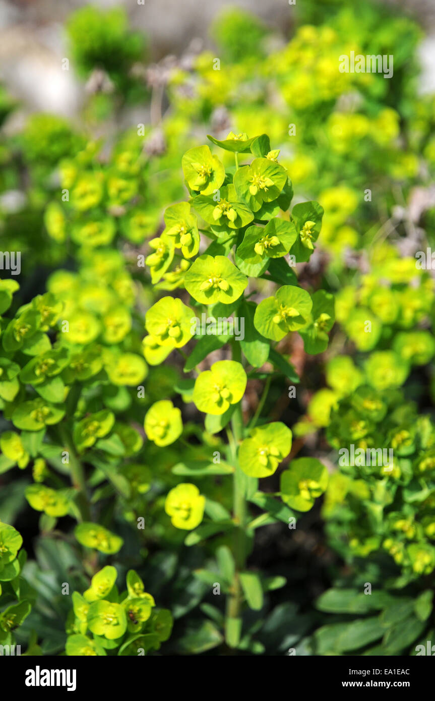 Almond spurge hi-res stock photography and images - Alamy