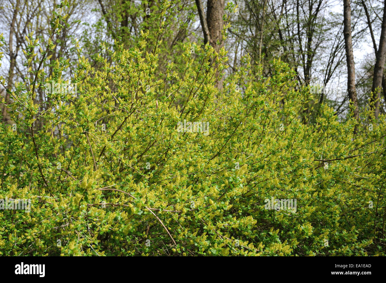 Alpine Currant Stock Photos & Alpine Currant Stock Images - Alamy