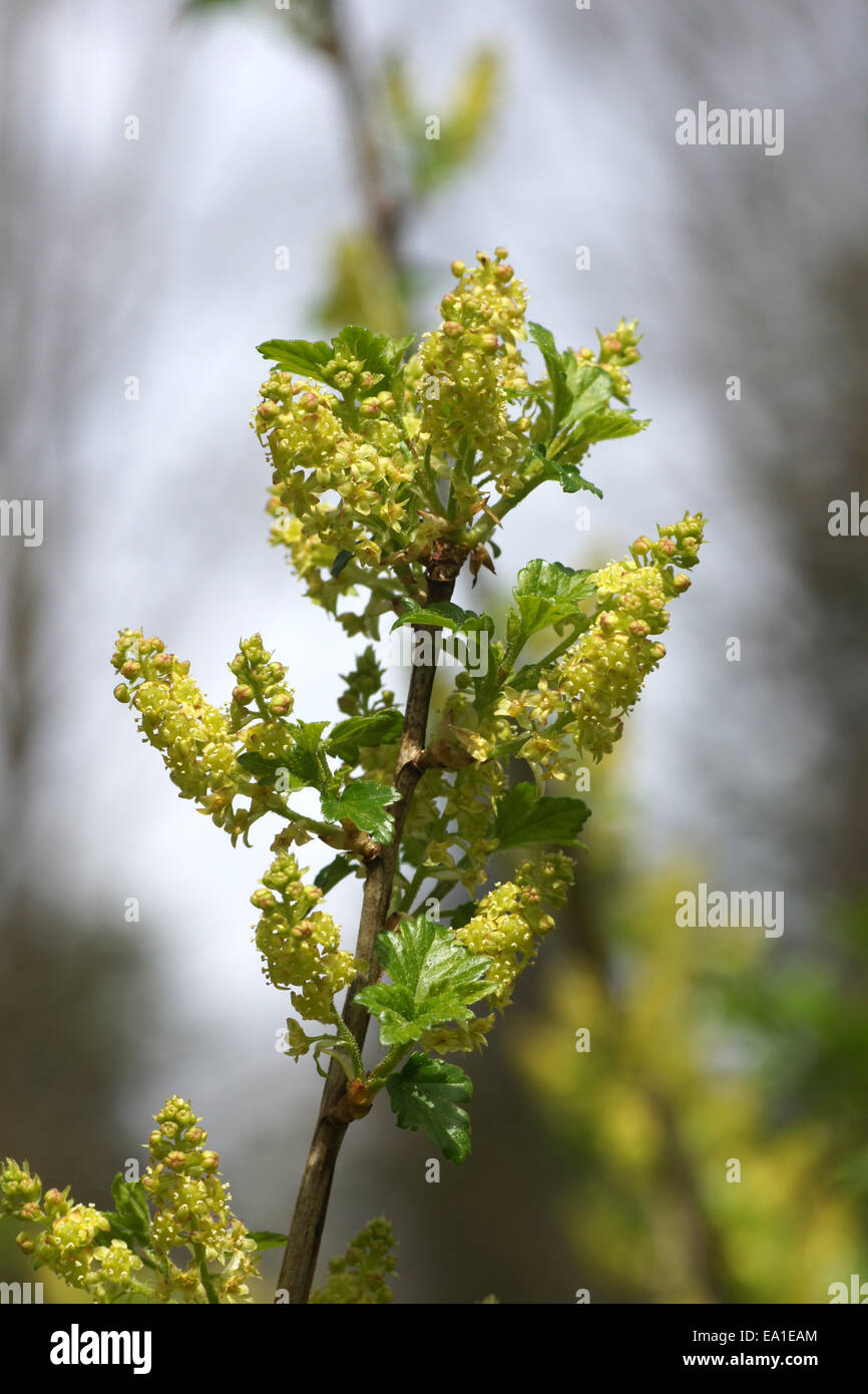 Alpine Currant Stock Photos & Alpine Currant Stock Images - Alamy