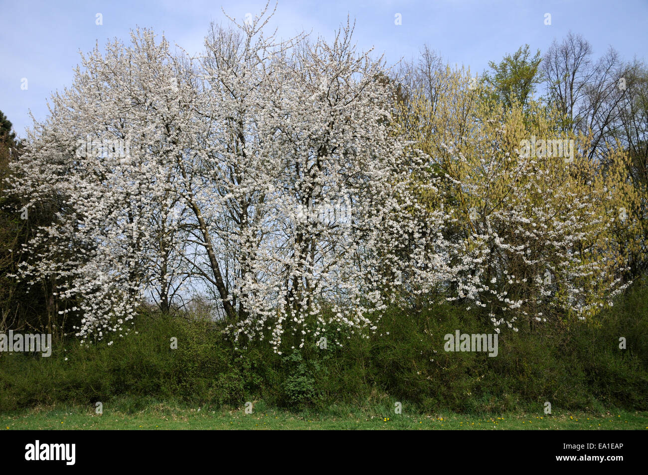Sweet cherry tree Stock Photo - Alamy
