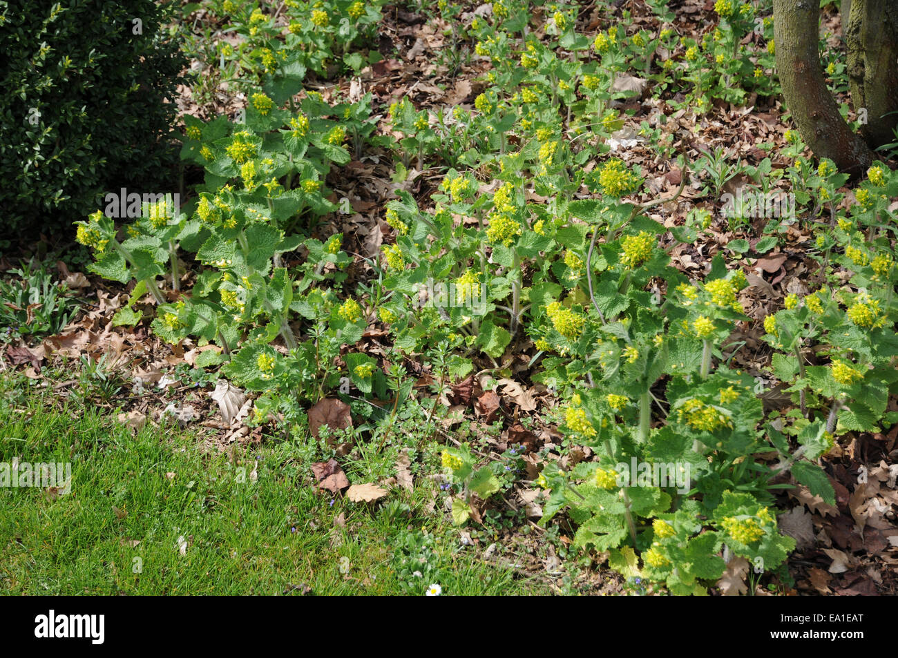 Braunwurzen hi-res stock photography and images - Alamy